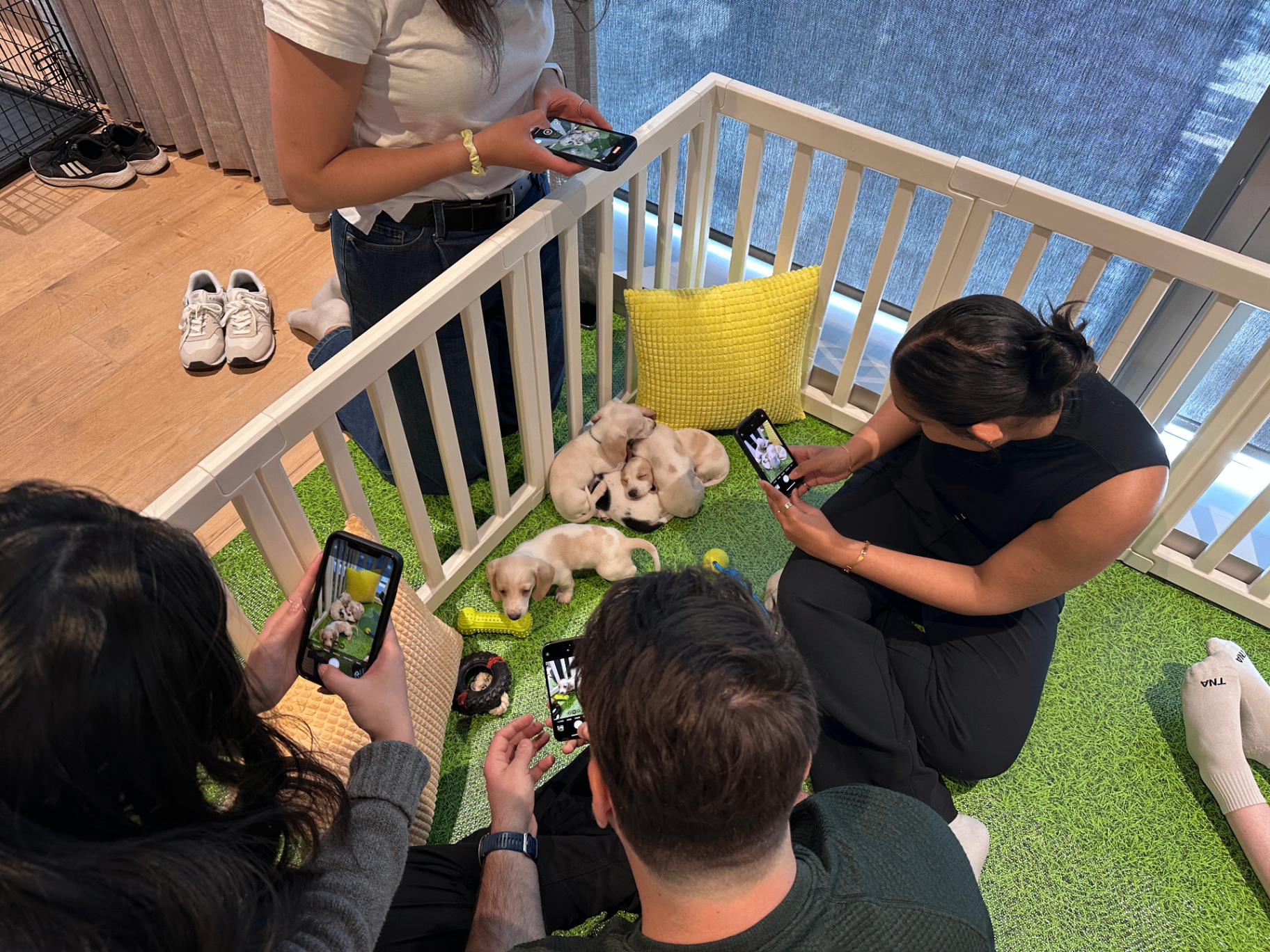 Puppy Aura - Calgary's Premier Puppy Wellness Experience